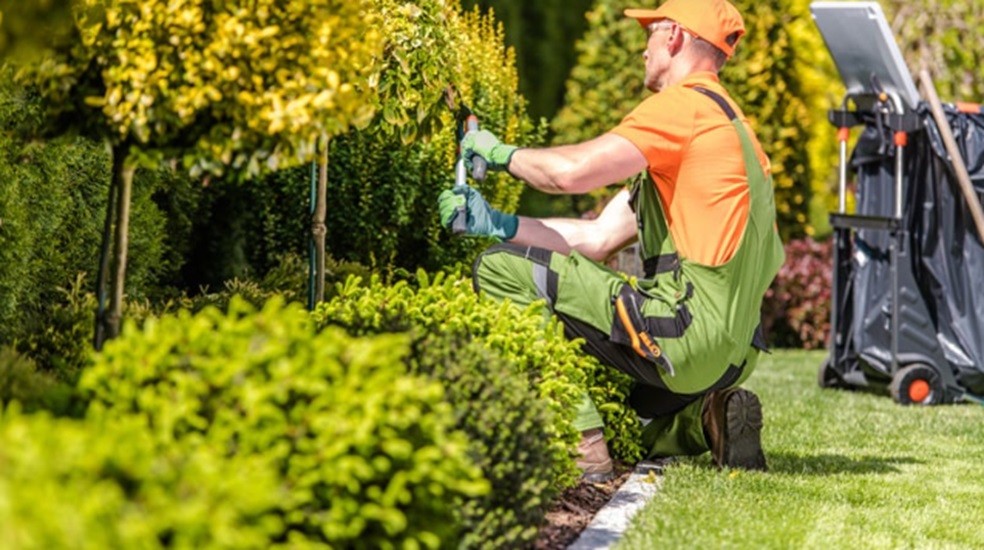How to Choose the Perfect Trees for Your Landscape Design - Ecu Space